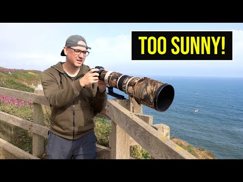 How I Photograph Seabirds in Bright Sun (Canon R6 & EF 500mm F/4 Lens)