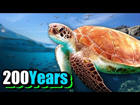 Why Do Turtles Live So Long?