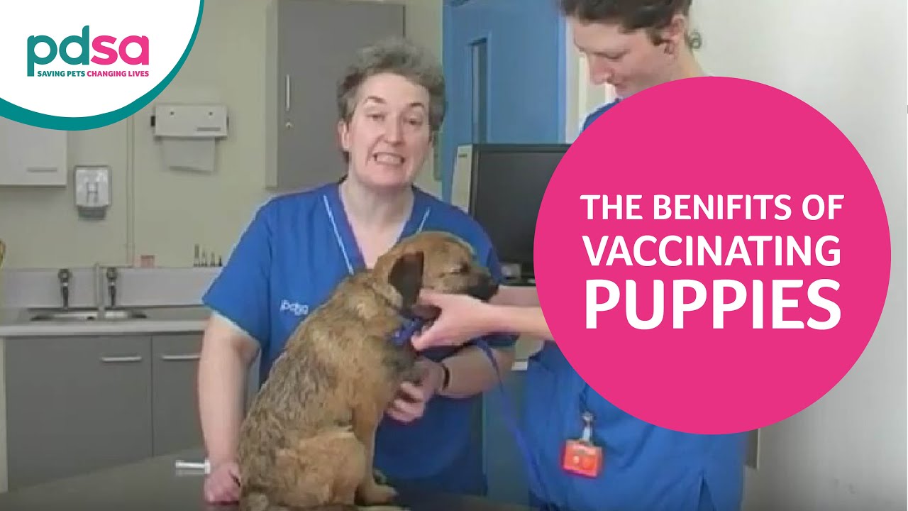 PDSA Vet Advice: The Benefits Of Vaccinating Puppies