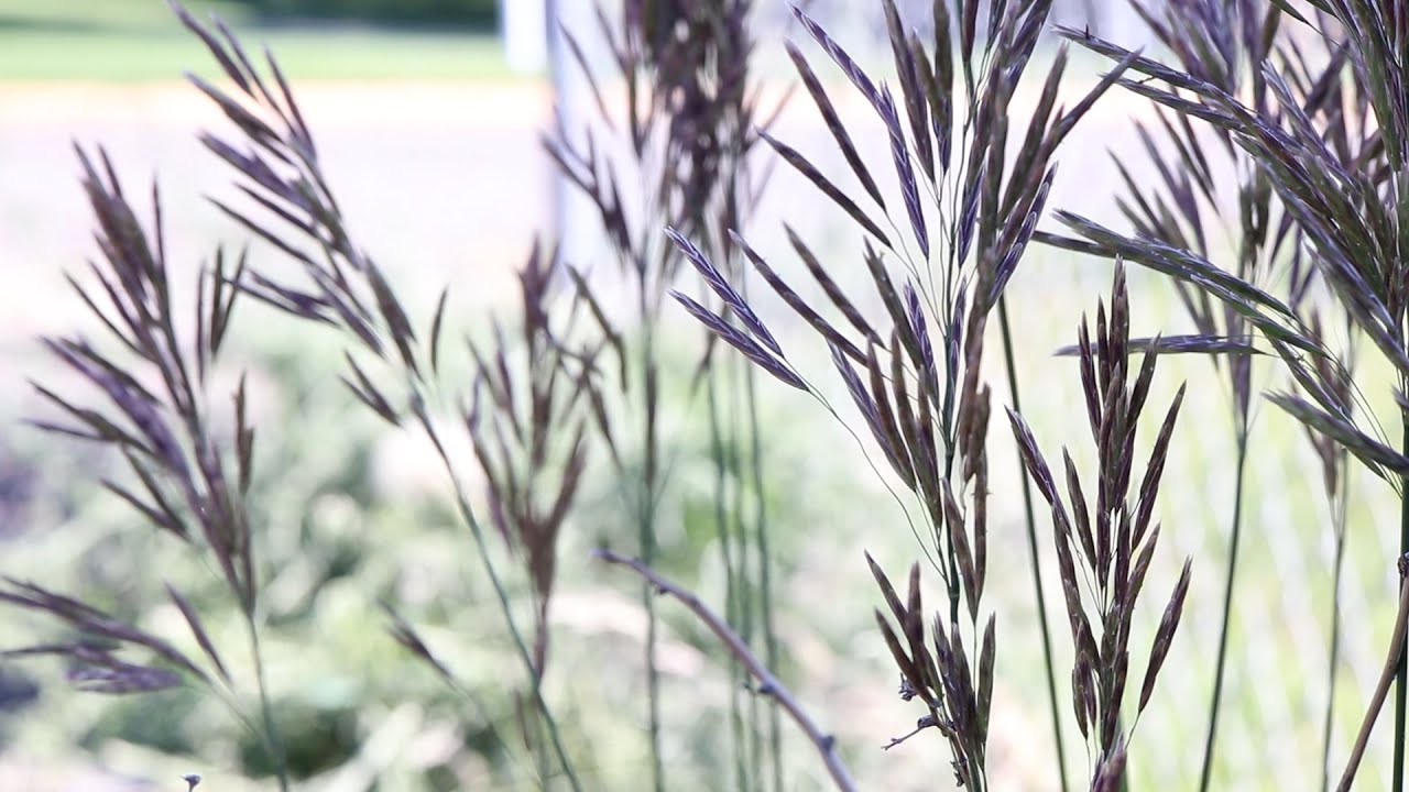 SMOOTH BROME (Bromus inermis)