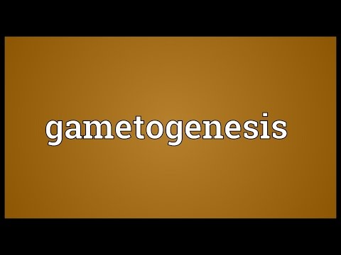 Gametogenesis Meaning
