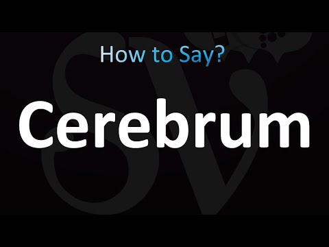 How to Pronounce Cerebrum (correctly!)
