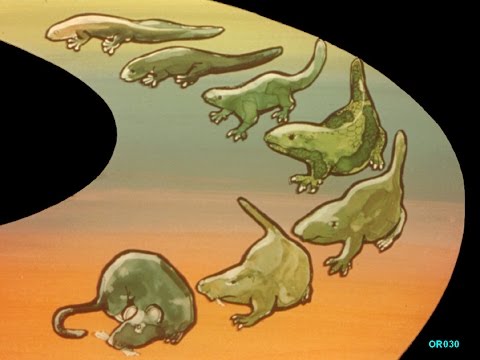 Ep 9 - Are There Evolutionary Transitional Forms in the Fossil Record?