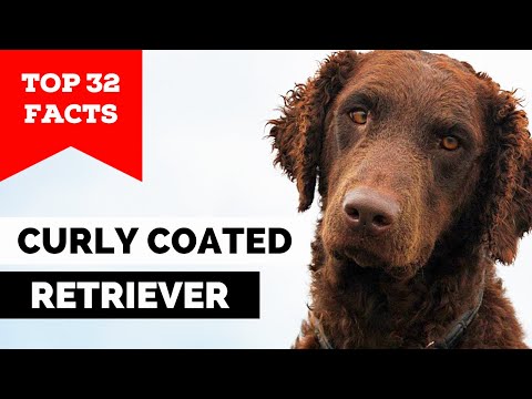 99% of Curly Coated Retriever Owners Don't Know This