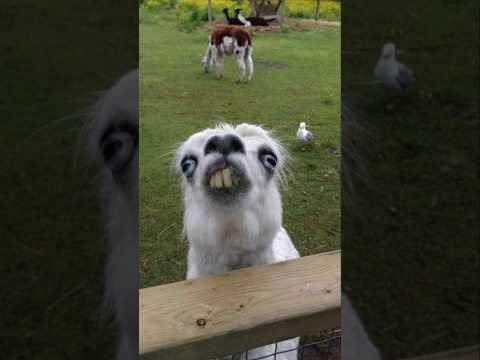 5 Fun Facts About Llamas You Didn't Know #Llama #LlamaFacts #Animal