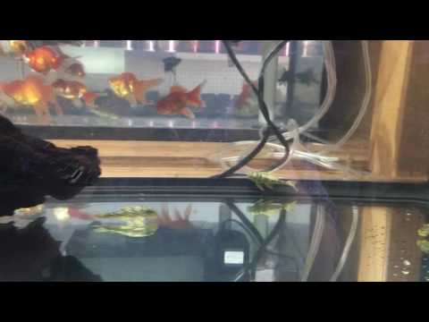 L014 Sunshine Pleco For Sale!