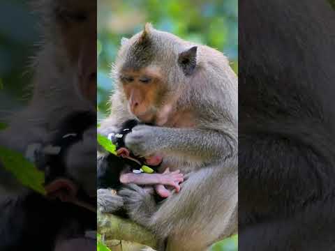 Oh God! So Cute! #shortsclip #subscribe #monkeybaby #monkey #savetheprimates #primates #babymonkey