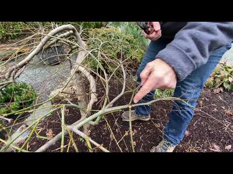 How to prune a Japanese Maple