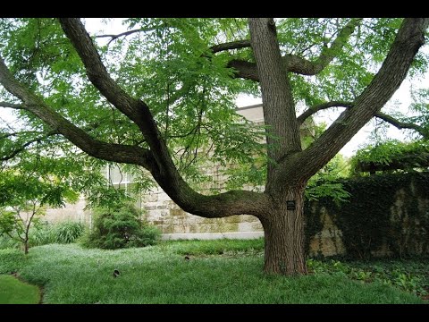 How to identify Kentucky coffeetree (Gymnocladus diocus)