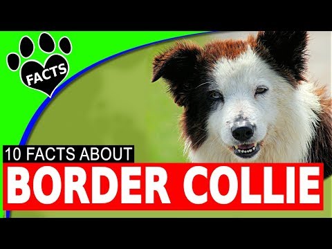 10 Cool and Interesting Facts About Border Collie Dogs 101