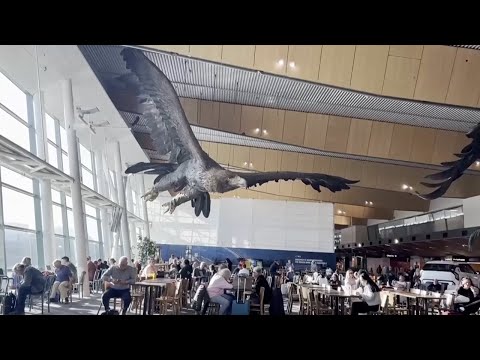 Giant Hobbit eagles removed from Wellington Airport