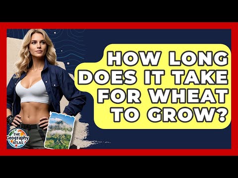 How Long Does It Take For Wheat To Grow? - The Geography Atlas