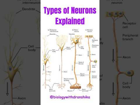 ✨ Types of Neurons Explained ✨