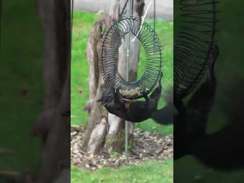 squirrel jump