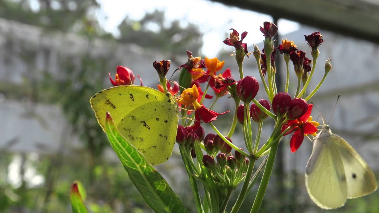 Canon PowerShot G5 X Close up Sample