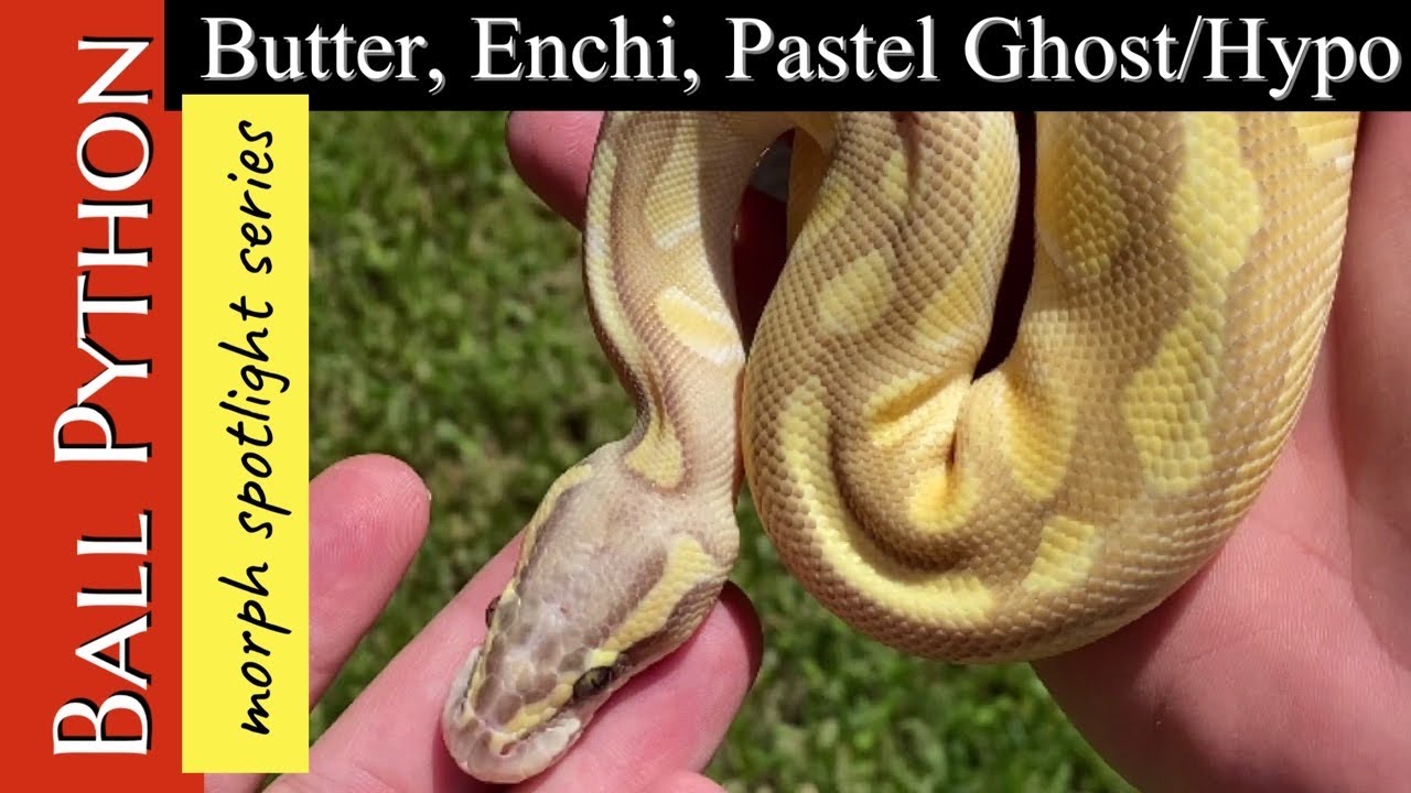 BALL PYTHON MORPH SPOTLIGHT:  The butter, enchi, pastel ghost!!