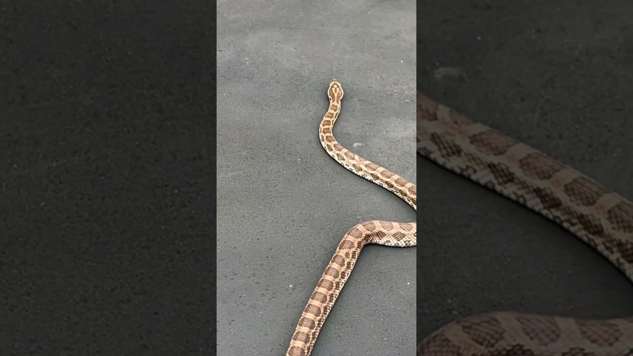 A Beautiful Great Plains Rat Snake