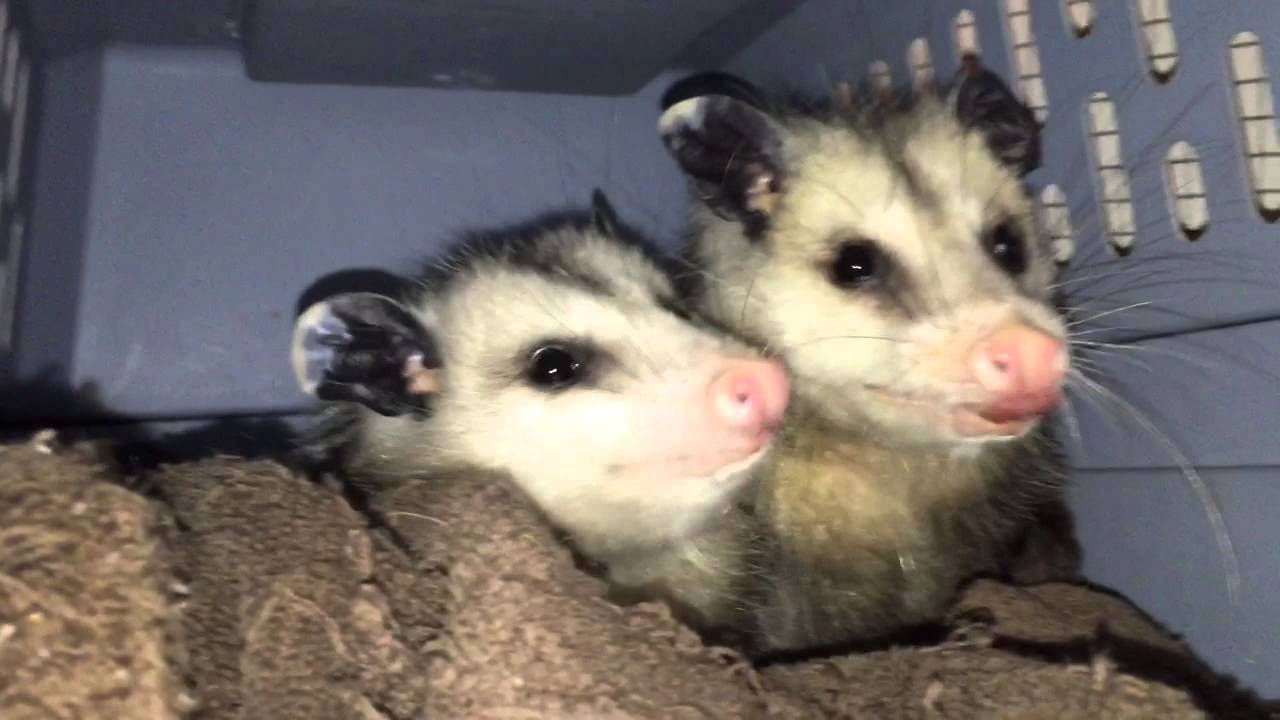 Opossums and Pitbulls