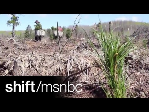 Making A Company 100% Sustainable | shift | msnbc