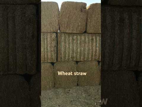 Wheat Straw at Best Price in India