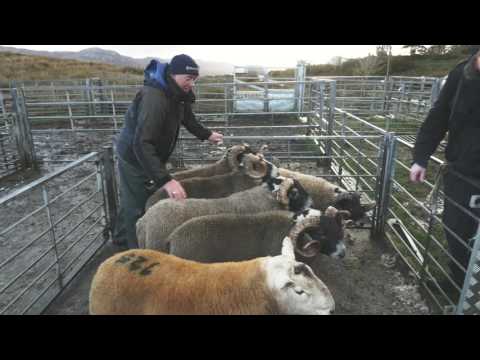 Crofting - Angus Anderson, Skye