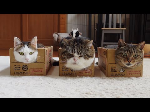 Small, Medium, Maru – CUTETROPOLIS
