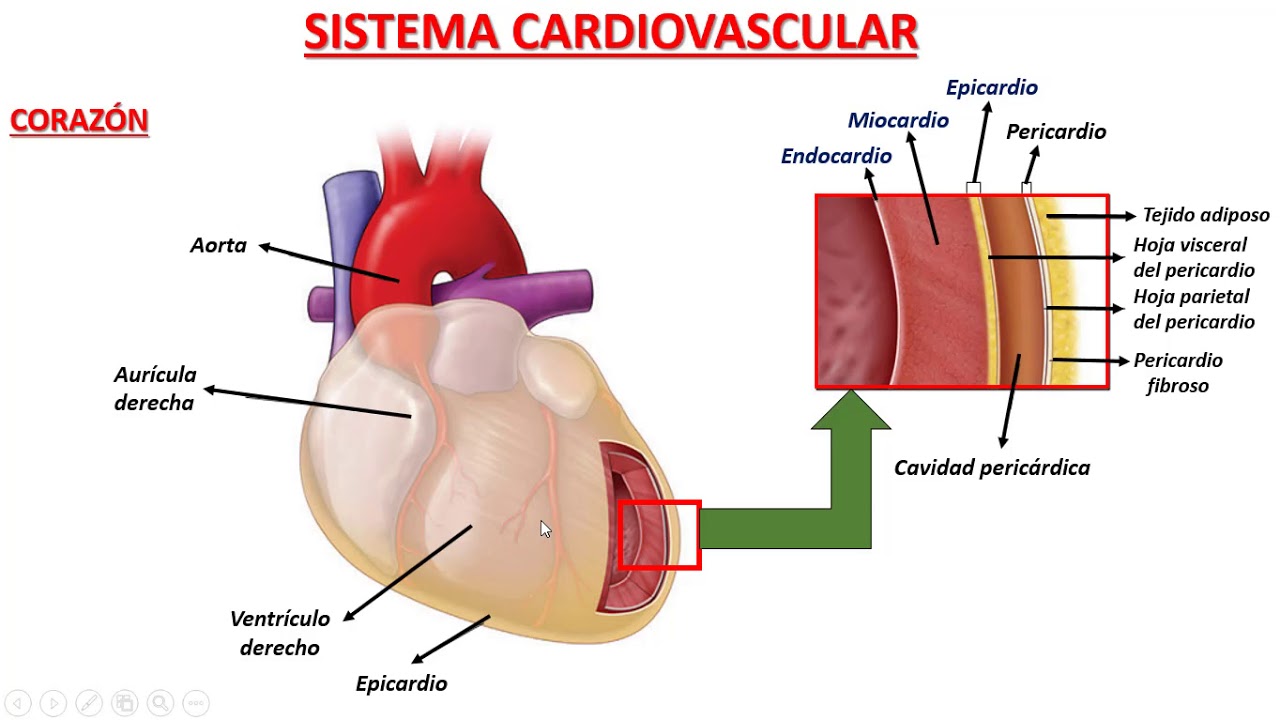 Histology of the Heart 1