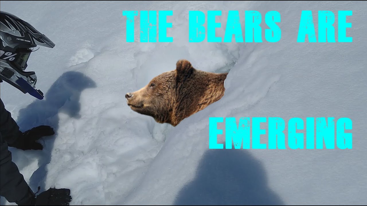 Exploring a Bear Den in  Alaska