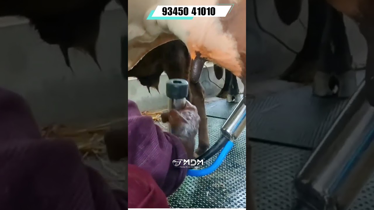 Best Milking Machines for Dairy Farmers | Efficient & Hygienic Milking 🐄