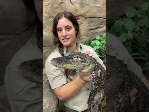 Why You Cant Have A Pet Alligator!