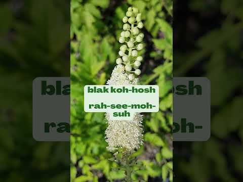 How to Pronounce Black Cohosh: Mastering the Correct Art of Enunciation #short