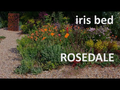 Virtual Tour - Rosedale Garden - Bearded iris, Geum 'Totally Tangerine'