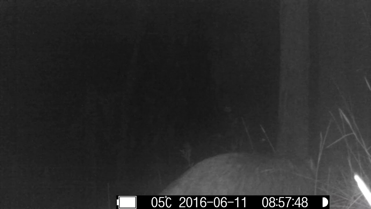 The Hazel St Wombat