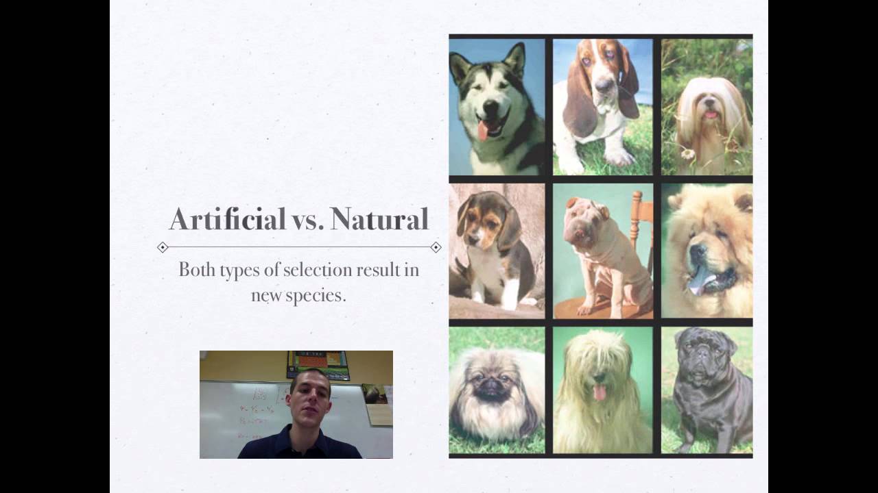 Evolution Drives Biodiversity