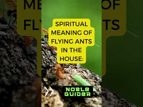 Spiritual Meaning of Flying Ants in The House: #shorts #spiritualmeaning #spiritual #ants
