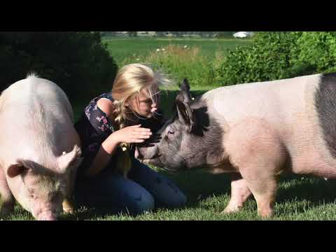 4H Pigs 2019