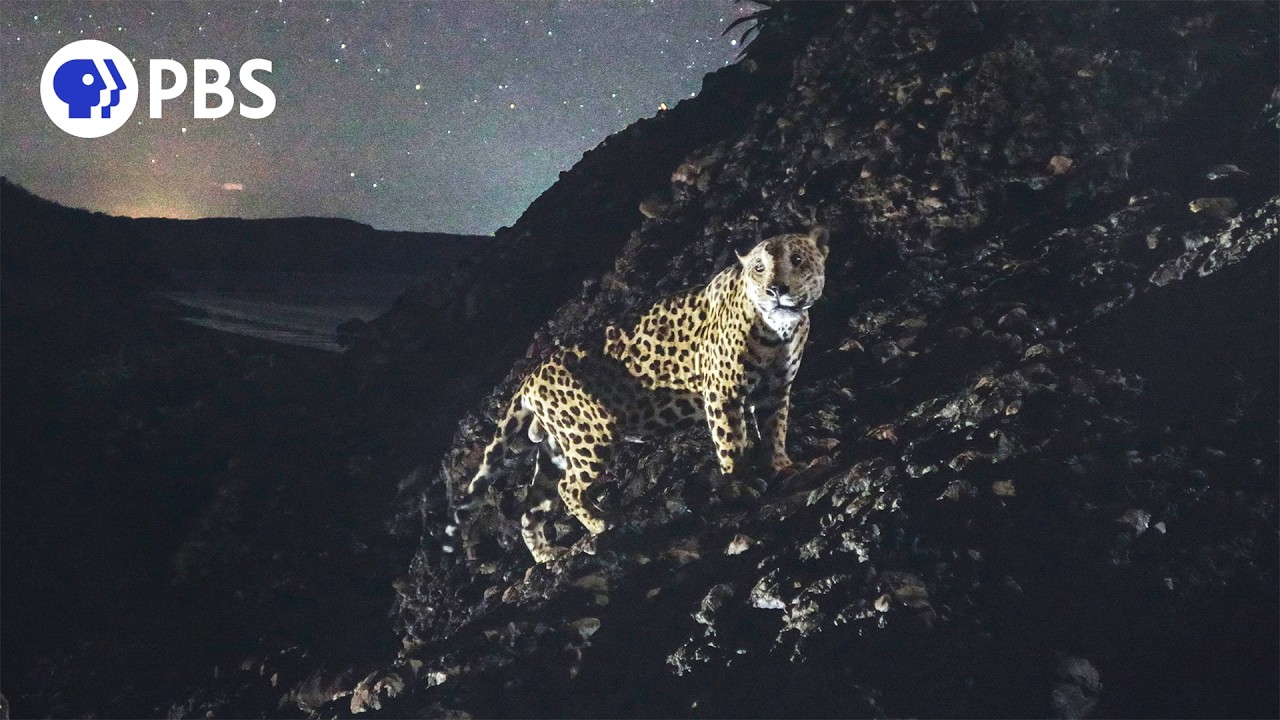 Rare Jaguar Behavior Caught on Camera