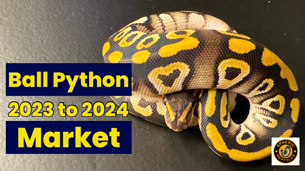 Ball Python Market | 2023 to 2024 | #ballpython #ballpythonmarket #youtubevideos #ballpythonbreeding