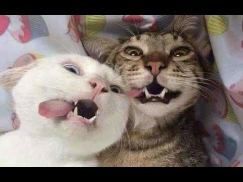 🐈 Cat crazy house! 😺 A compilation of funny cats and kittens for a good mood! 😻