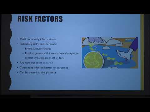 Leptospirosis in Dogs (2018)