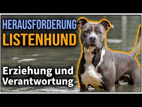 Training Pitbull Terriers, Staffordshire Bull Terriers, and the like - What should be considered ...