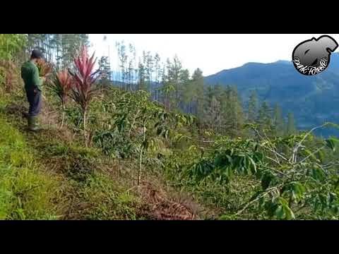 hutan tanaman industri dan pemeliharaan rehabilitasi hutan lindung