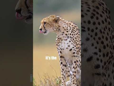 Innocent Cheetahs Pay for Leopard’s Crime