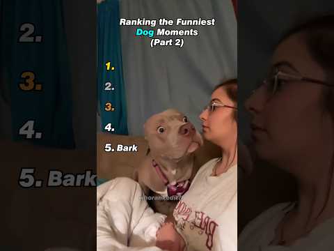 Ranking the Funniest Dog Moments (Part 2)