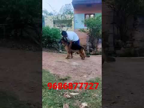 ASAP FROM DHARWAD LAND || Available for STUD