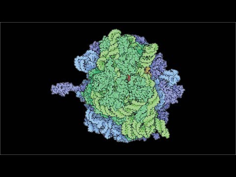 Origins of Life: Introduction - Life - What is the meaning of 'life' | David Baum