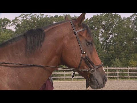 Equine therapy helps veterans with PTSD