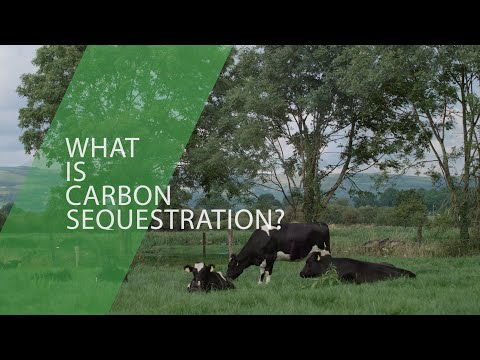 What is Carbon Sequestration?