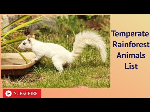 Temperate Rainforest Animals List