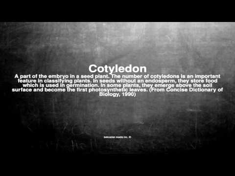 Medical vocabulary: What does Cotyledon mean